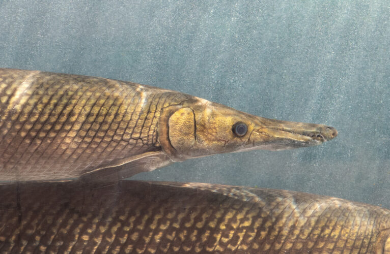 Kansas fisherman catches first-ever documented alligator gar in state ...